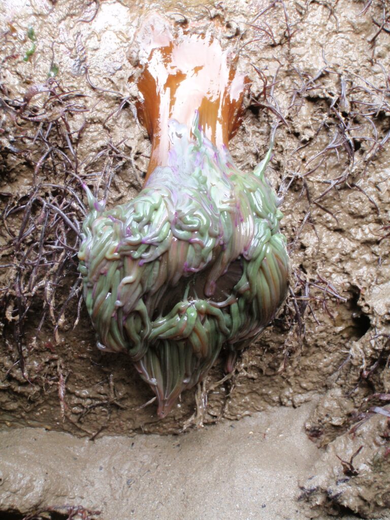 Snakelocks anemone left high and dry! - Coastwise North Devon
