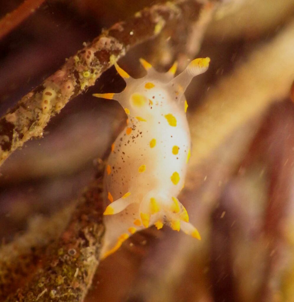 Polycera quadrilineata - Coastwise North Devon