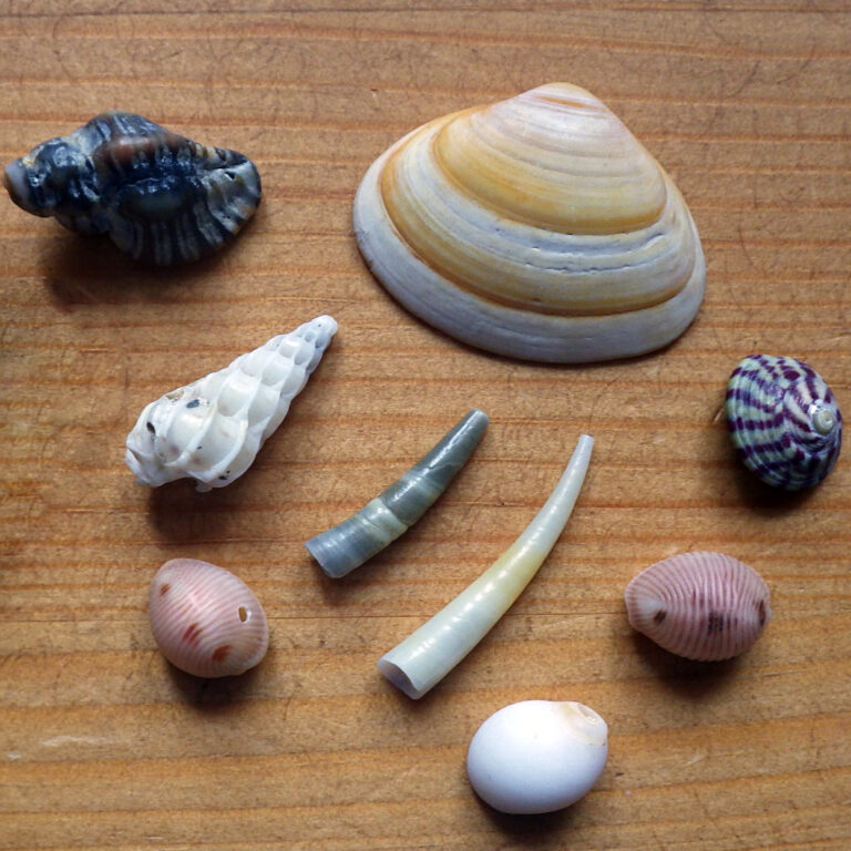 Shells found at Barricane - Coastwise North Devon