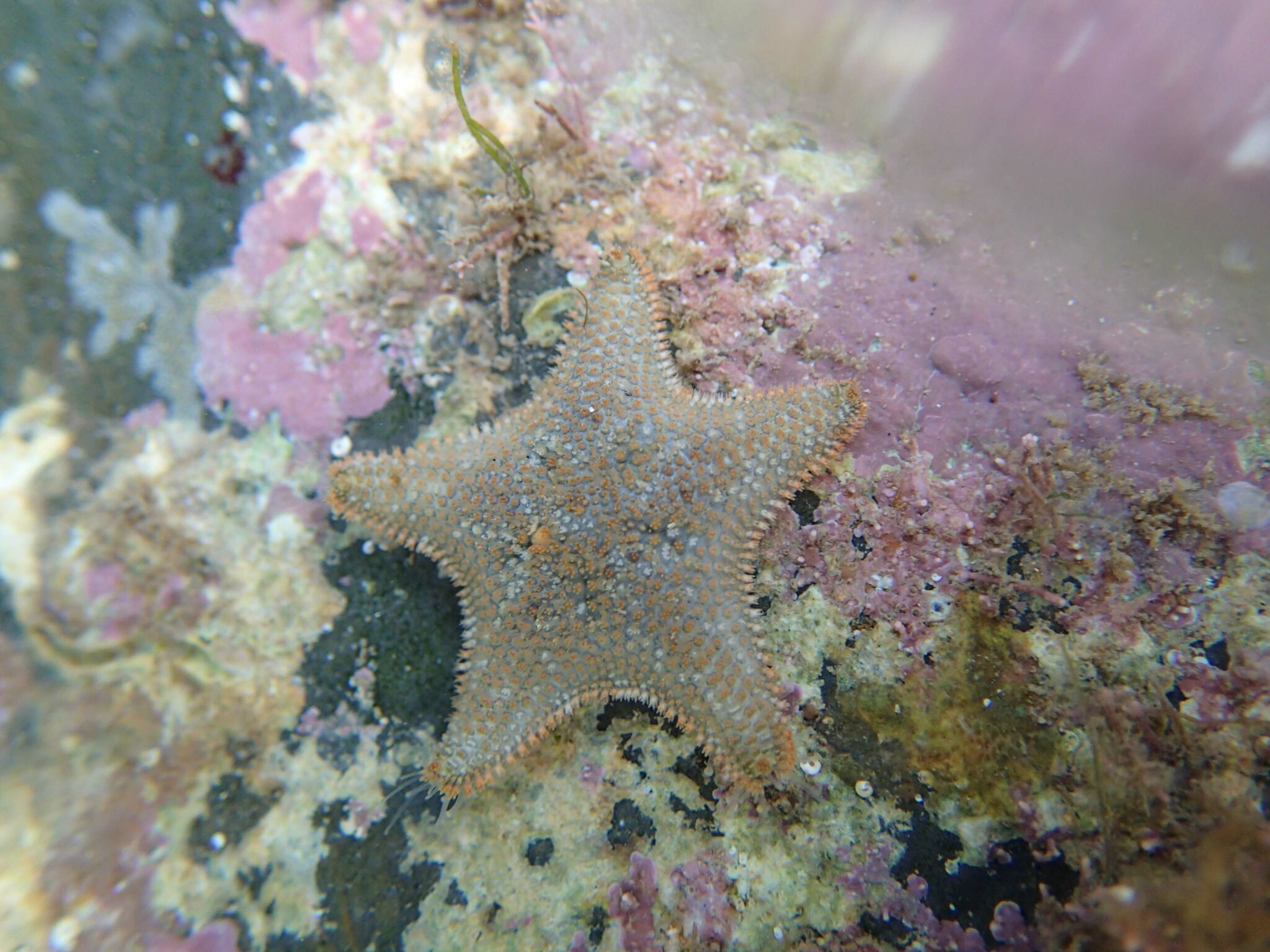 Cushion Star - Coastwise North Devon
