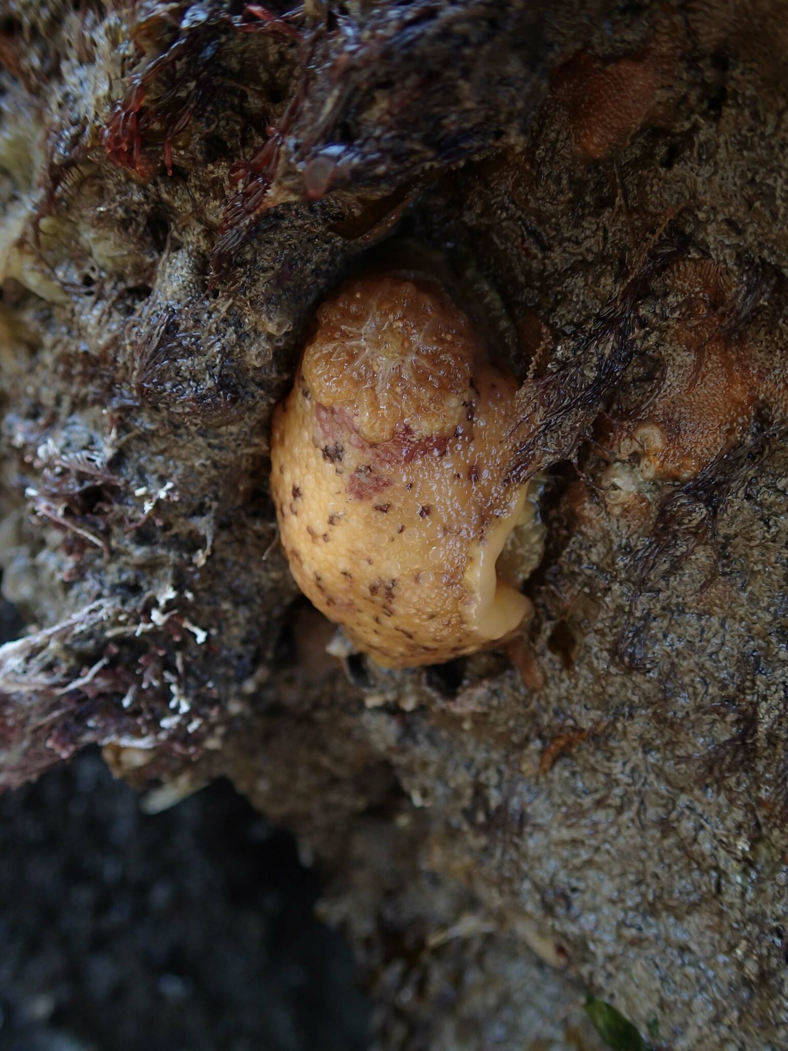 Sea lemon - Coastwise North Devon