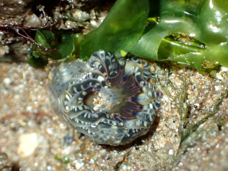 Gem anemone (Aulactinia verrucosa) - Coastwise North Devon